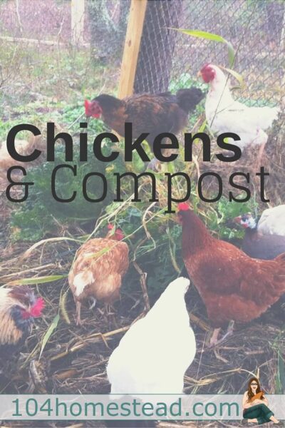 Chickens & Compost - Moving the compost to the run.