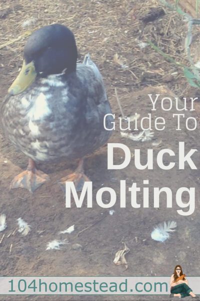 Your Guide to Seasonal Duck Molting Phases
