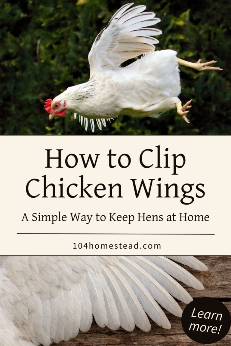 How to Clip Chicken Wings Safely and Correctly