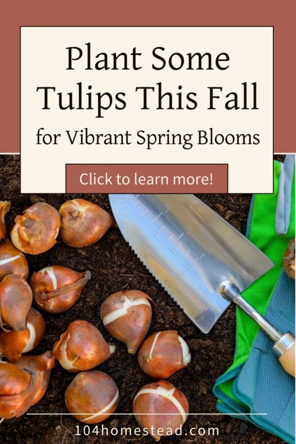 How to Grow a Backyard Tulip Garden on Your Homestead