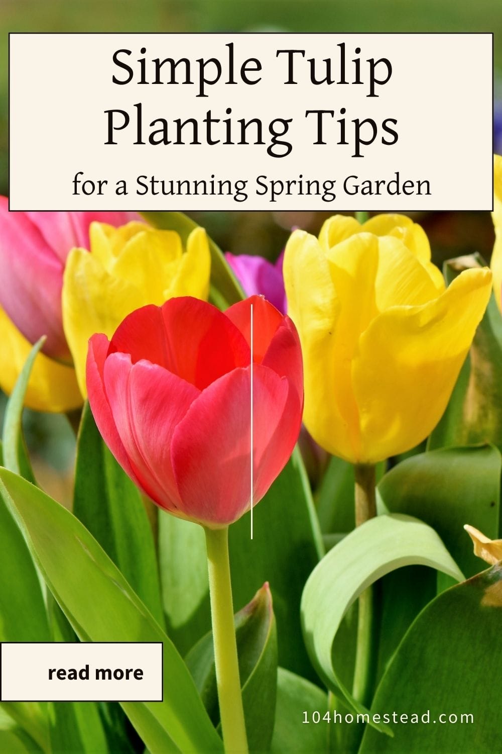How to Grow a Backyard Tulip Garden on Your Homestead