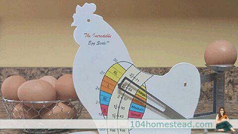 What You Need to Know About Farm Fresh Eggs