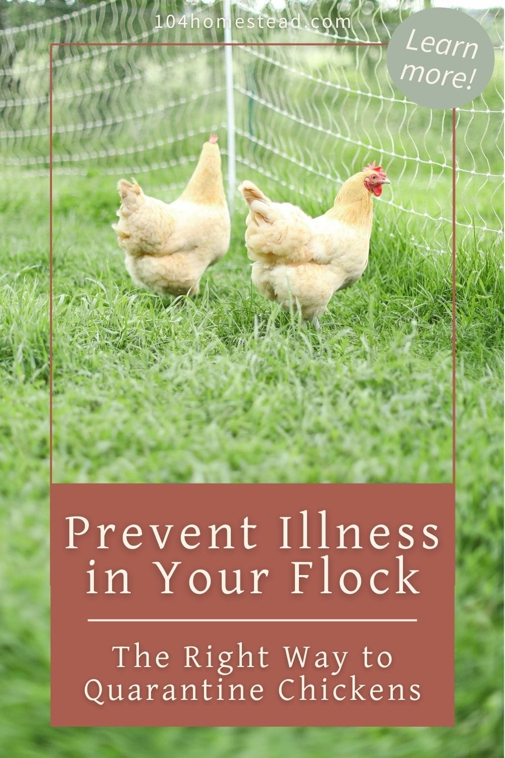 How & Why to Properly Quarantine Chickens to Protect Your Flock