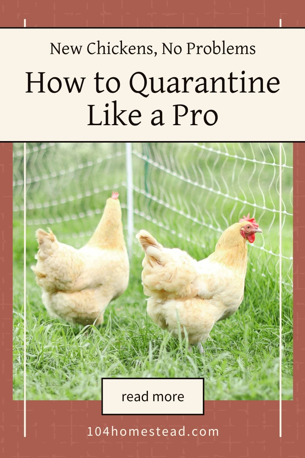 How & Why to Properly Quarantine Chickens to Protect Your Flock