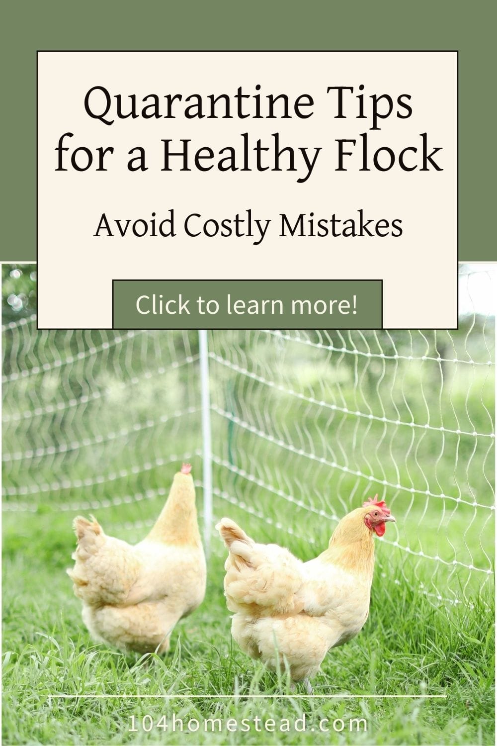How & Why to Properly Quarantine Chickens to Protect Your Flock