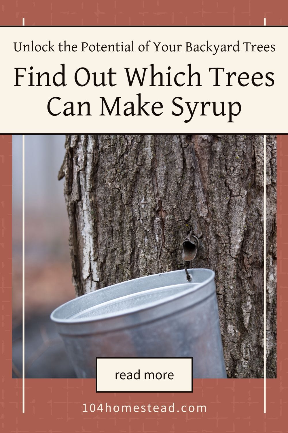 Trees You Can Tap for Syrup: How to Get Started