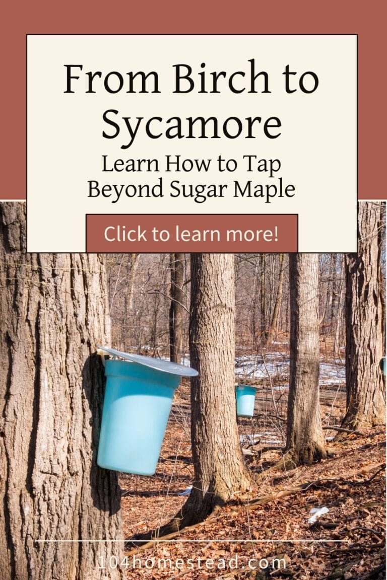 Trees You Can Tap for Syrup: How to Get Started