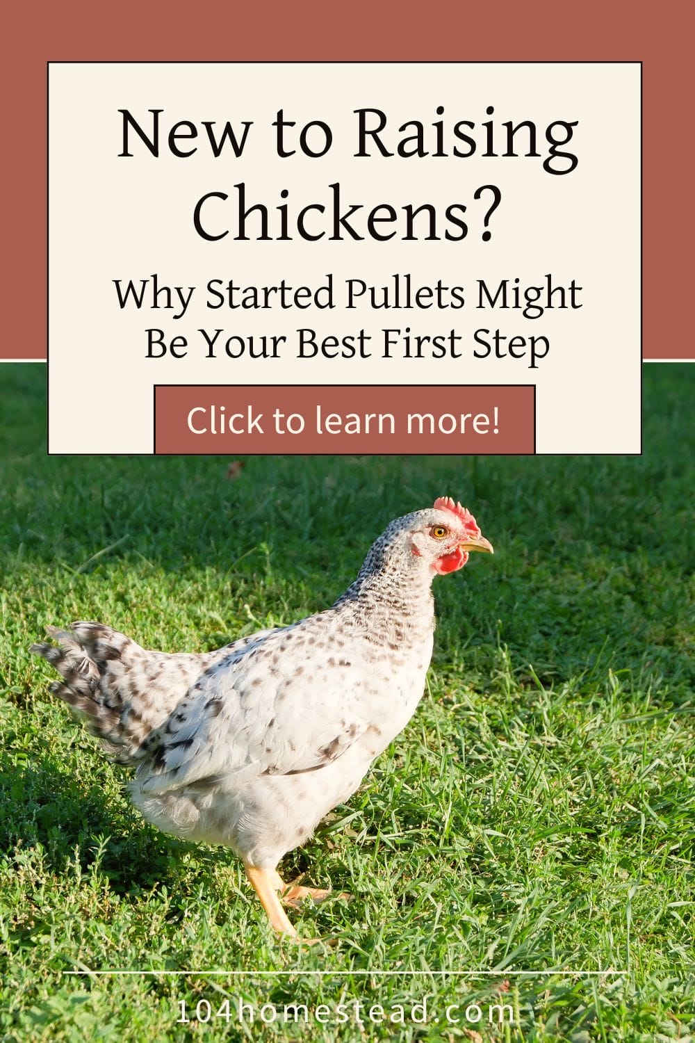 Started Pullets: How to Get Eggs Sooner Without Raising Chicks