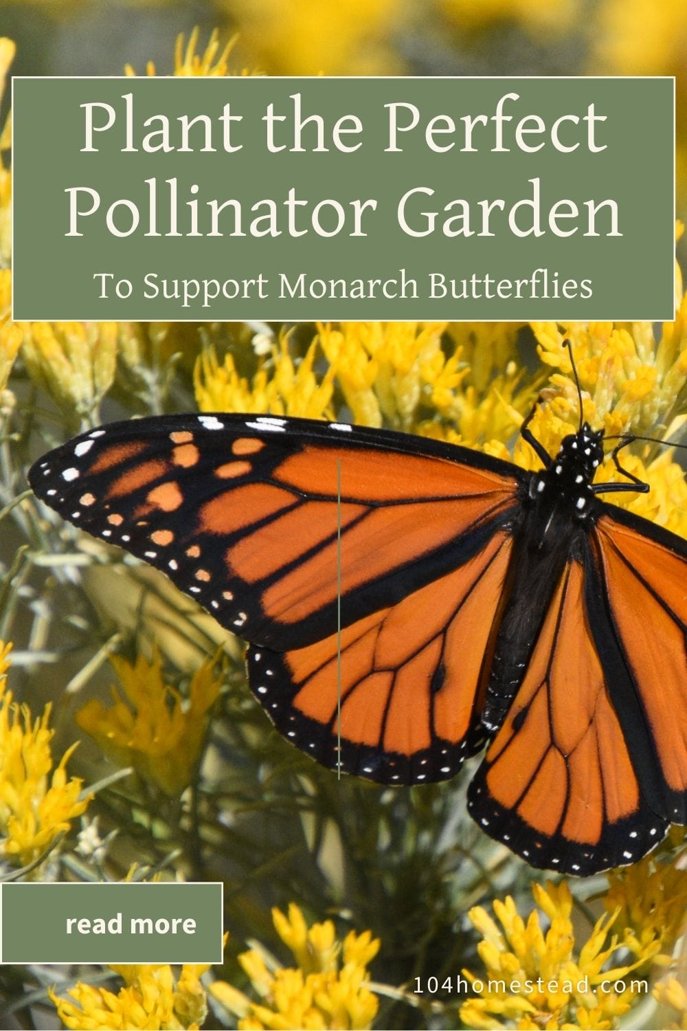How to Grow Monarch Butterflies with a Homestead Garden