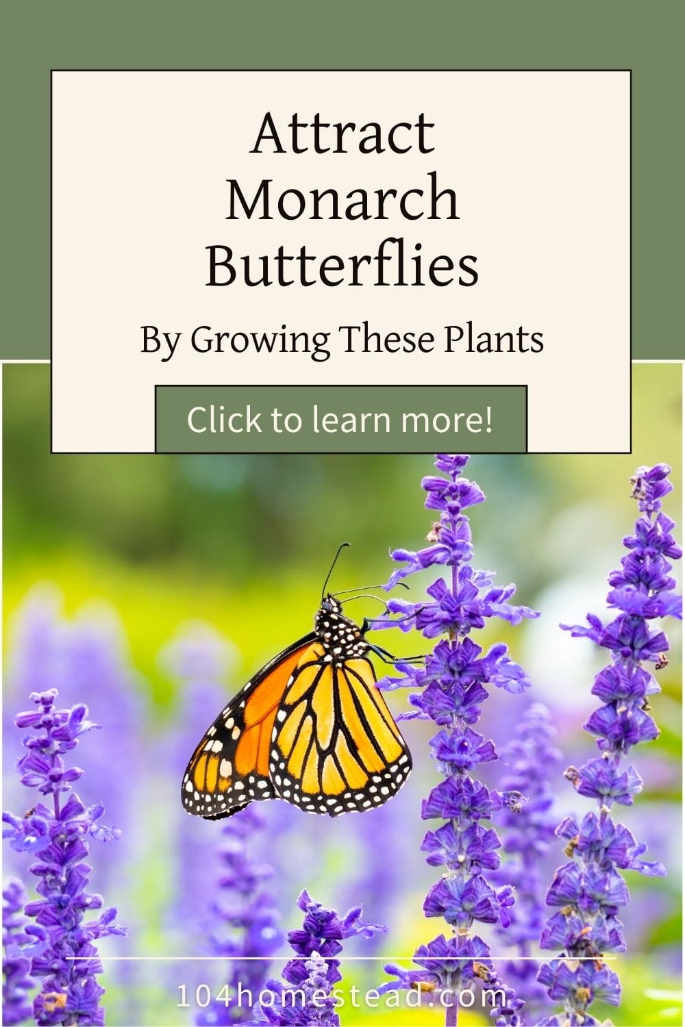 How to Grow Monarch Butterflies with a Homestead Garden