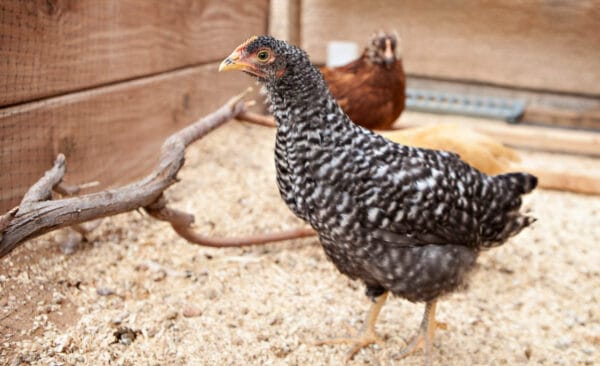 Started Pullets: How to Get Eggs Sooner Without Raising Chicks