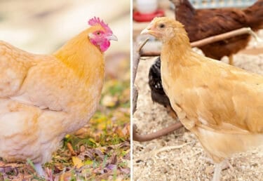 Started Pullets: How to Get Eggs Sooner Without Raising Chicks