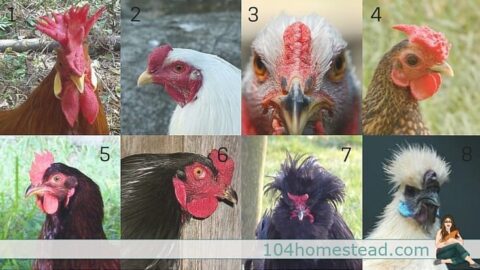 Feather Patterns & Comb Styles of Chickens