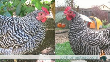 Feather Patterns & Comb Styles of Chickens