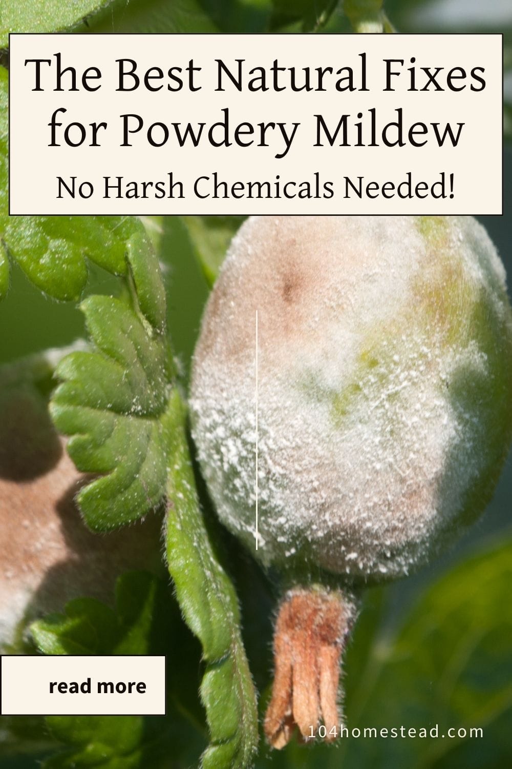 Baking Soda & Natural Treatments for Powdery Mildew