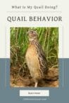 What Is My Quail Doing? Quail Behavior That Might Freak You Out