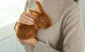 Why You Should Consider Rabbits as Your Next Pet