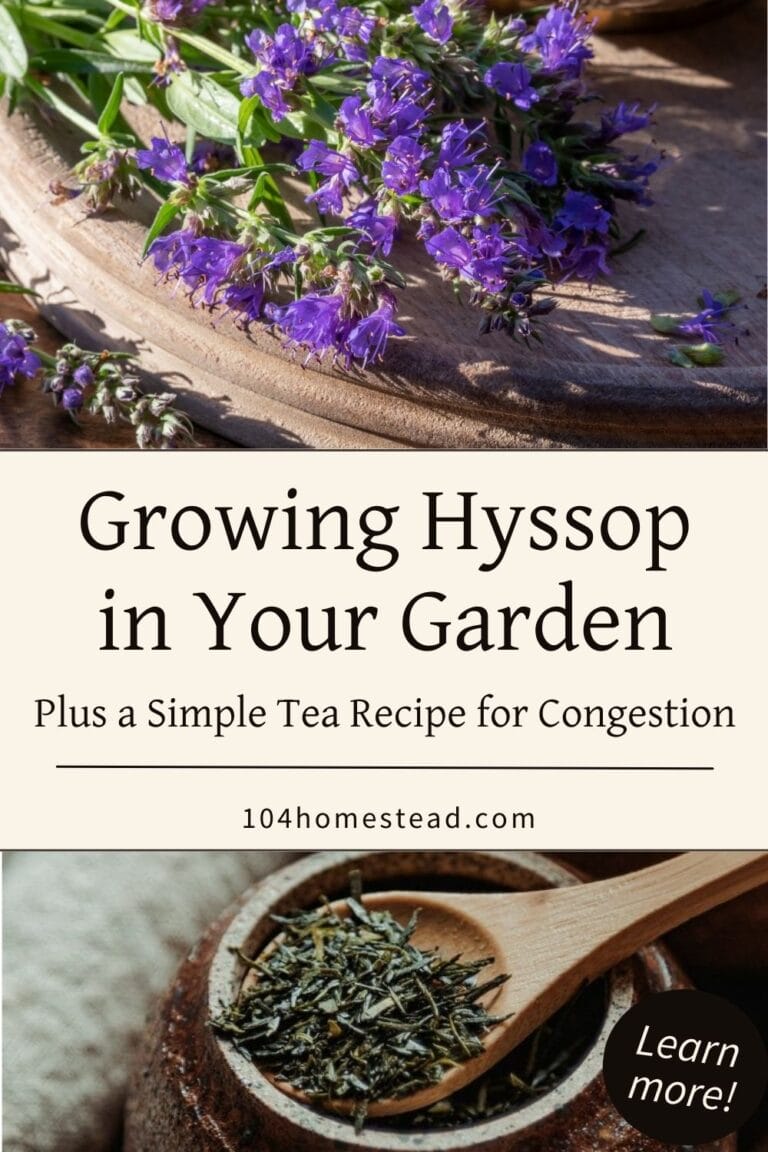 Growing Hyssop: Care, Uses, and Tea Recipe for Congestion
