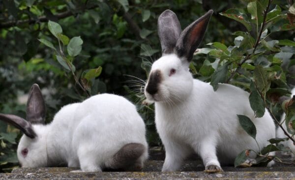A Homestead Guide to Meat Rabbit Breeding Stock Selection