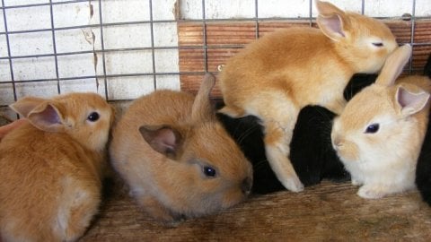 A Homestead Guide to Meat Rabbit Breeding Stock Selection