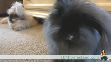 Fiber Rabbits: A Homesteader's Guide to Getting Started