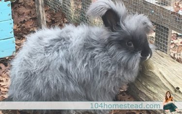 Fiber Rabbits: A Homesteader's Guide to Getting Started