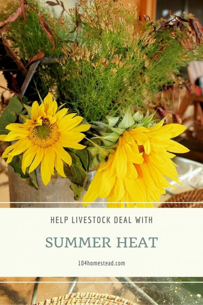 Help Livestock Deal with Summer Heat on the Homestead