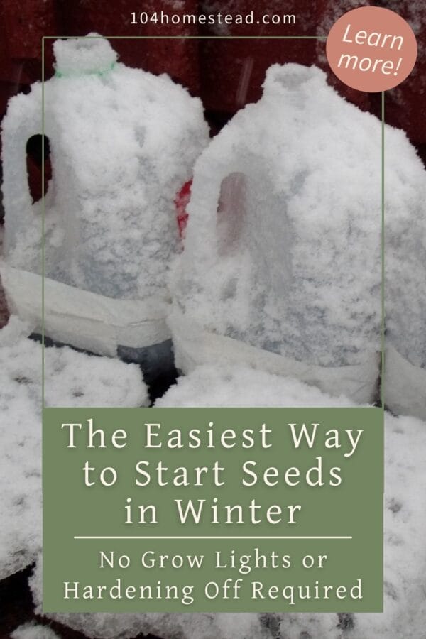 Winter Sowing: The Easiest Way to Start Seeds in Cold Weather