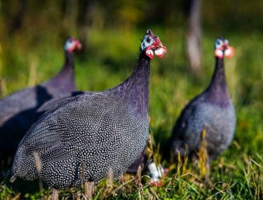 Why You Should Raise a Guinea Fowl Flock on Your Homestead