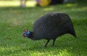Why You Should Raise a Guinea Fowl Flock on Your Homestead