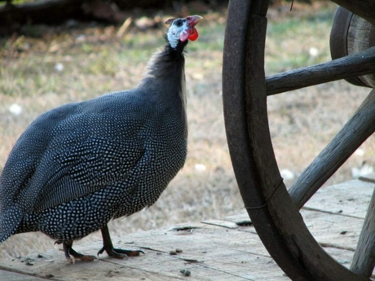 Why You Should Raise a Guinea Fowl Flock on Your Homestead