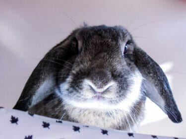 How to House-Train A Rabbit: A Simple 4-Step Guide