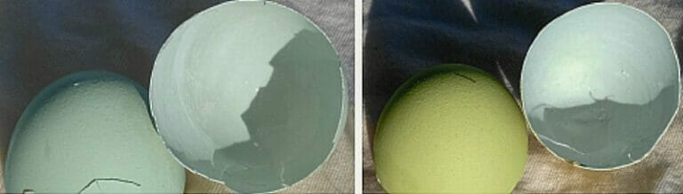 Egg Anatomy: What Makes the Eggshells Different Colors