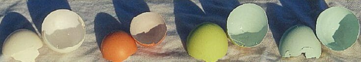 Egg Anatomy: What Makes the Eggshells Different Colors