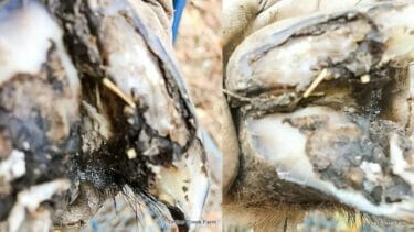 Goat Hoof Care: How to Trim Goat Hooves Correctly + Goat Hoof Health