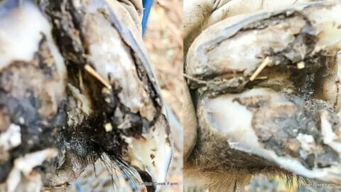 Goat Hoof Care: How to Trim Goat Hooves Correctly + Goat Hoof Health