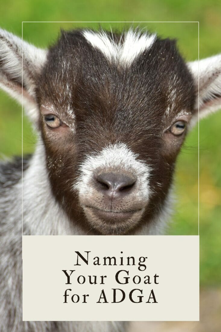 Naming Your Dairy Goat for ADGA Registration [all the rules]