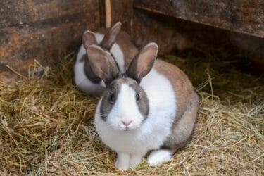 The Ultimate Guide to Breeding Meat Rabbits for Sustainability
