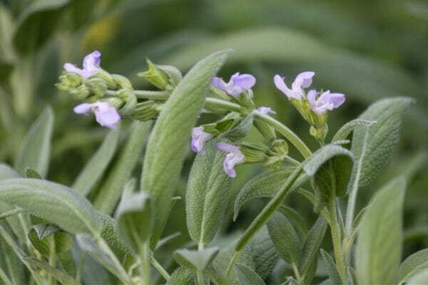 Garden Sage: A Perennial Culinary & Medicinal Herb