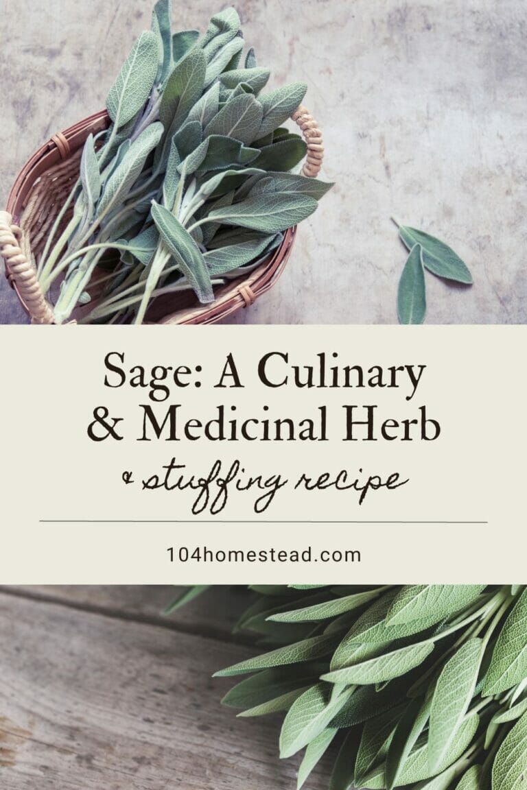Sage: A Culinary & Medicinal Herb [+ Thanksgiving Stuffing Recipe]