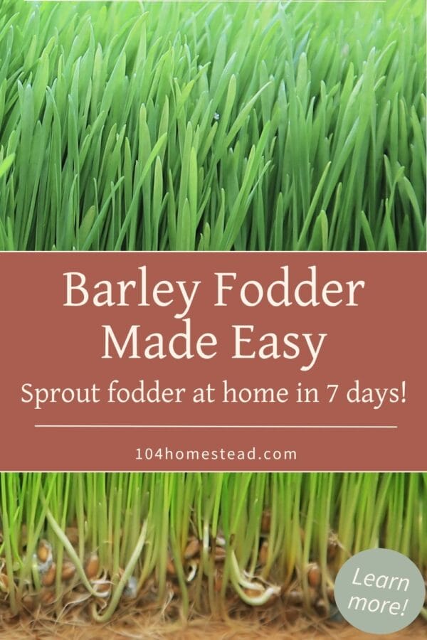 Barley Fodder: How to Grow Nutritious Sprouts for Livestock