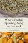 What is Fodder? Is it Right for Me? Sprouted Barley for Livestock