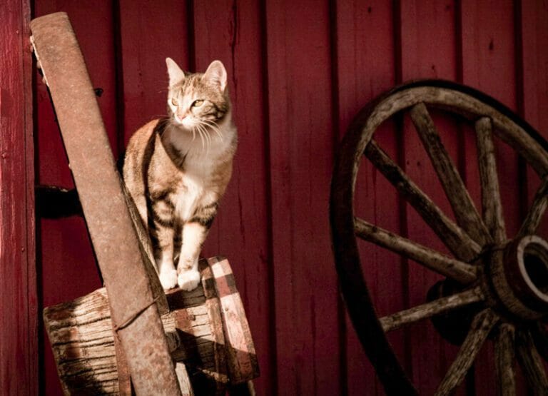 Bringing a Barn Cat (or two) to Your Homestead for Pest Control