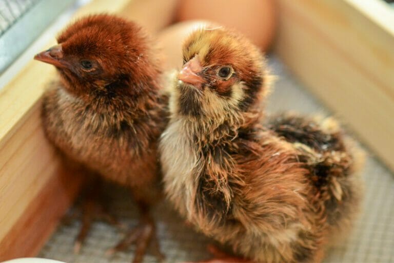 Hatch Day for Chicks: What to Expect and How to Troubleshoot