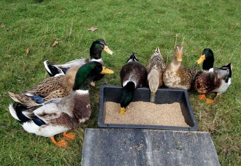 The Perfect Duck Breeds to Add to Your Homestead