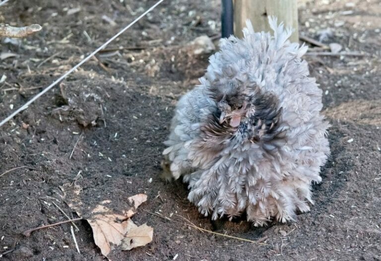 Fluffy Magic: The Adorable World of Frizzle Chickens