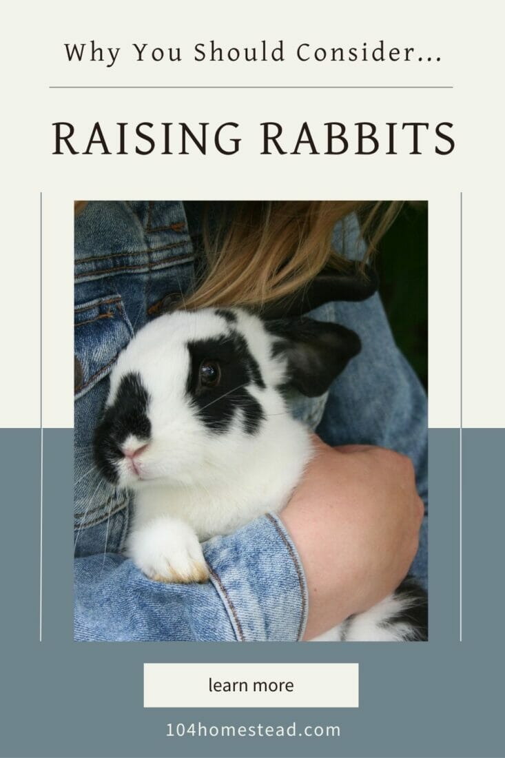 4 Reasons to Consider Getting a Bunny for Your Homestead