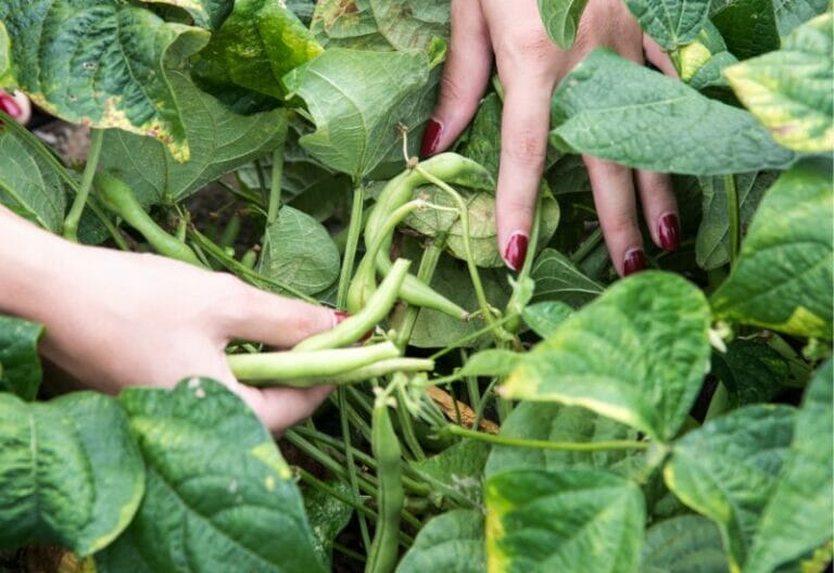 How to Harvest Green Beans & How to Preserve Them