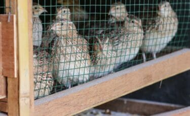 What to Put in Your Quail's Manure Trays to Keep Them Odor-Free