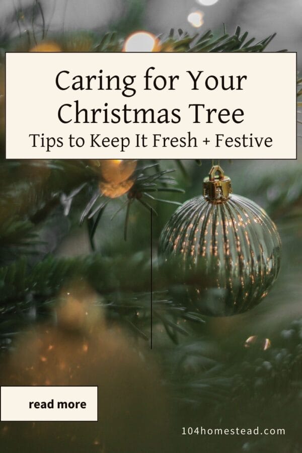 How to Keep a Real Christmas Tree Fresh: Care Tips That Work